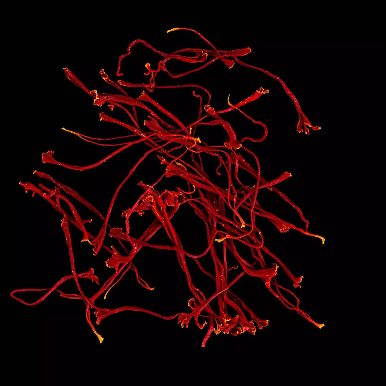 केसर को ऐसे ही नहीं कहते हैं लाल सोना, इन समस्याओं का है रामबाण उपाय