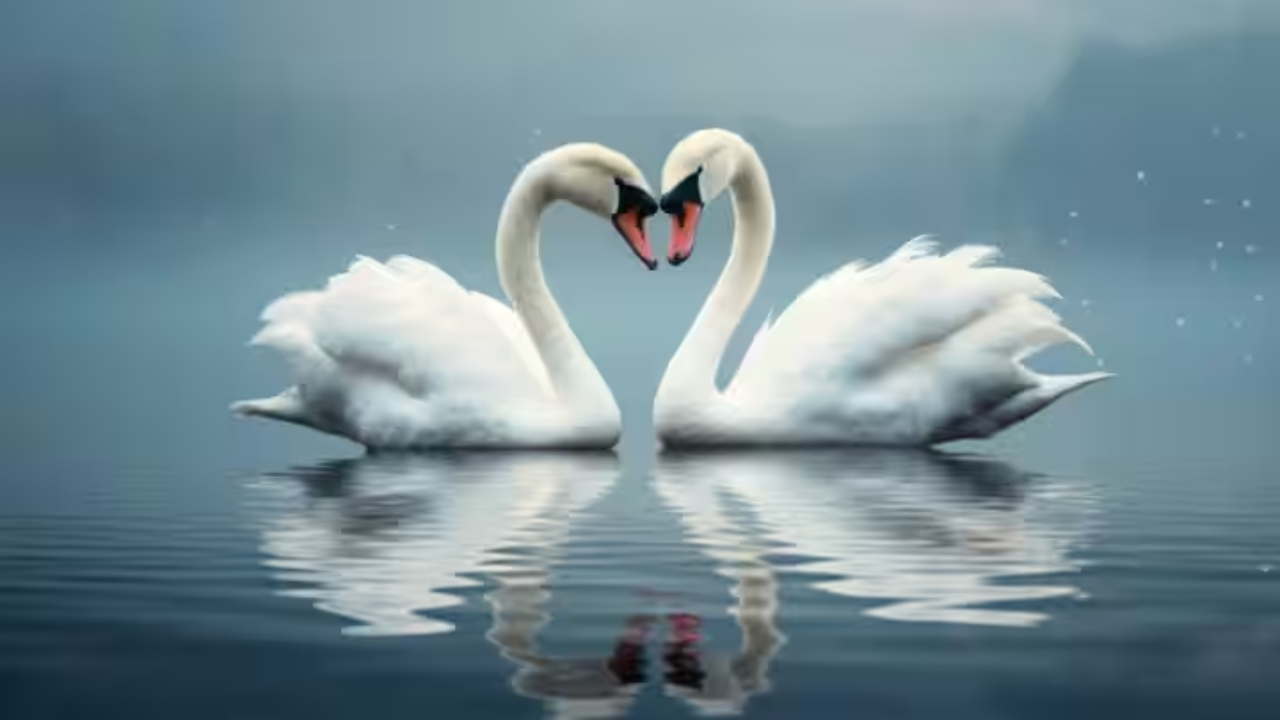 Valentines Day, Valentines Day 2024, Why couples called do hanso ka ...