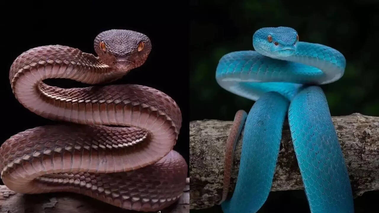 Snake Collection: दुनिया के सबसे खूबसूरत सांप, डरने के बजाय फैन हो जाएंगे