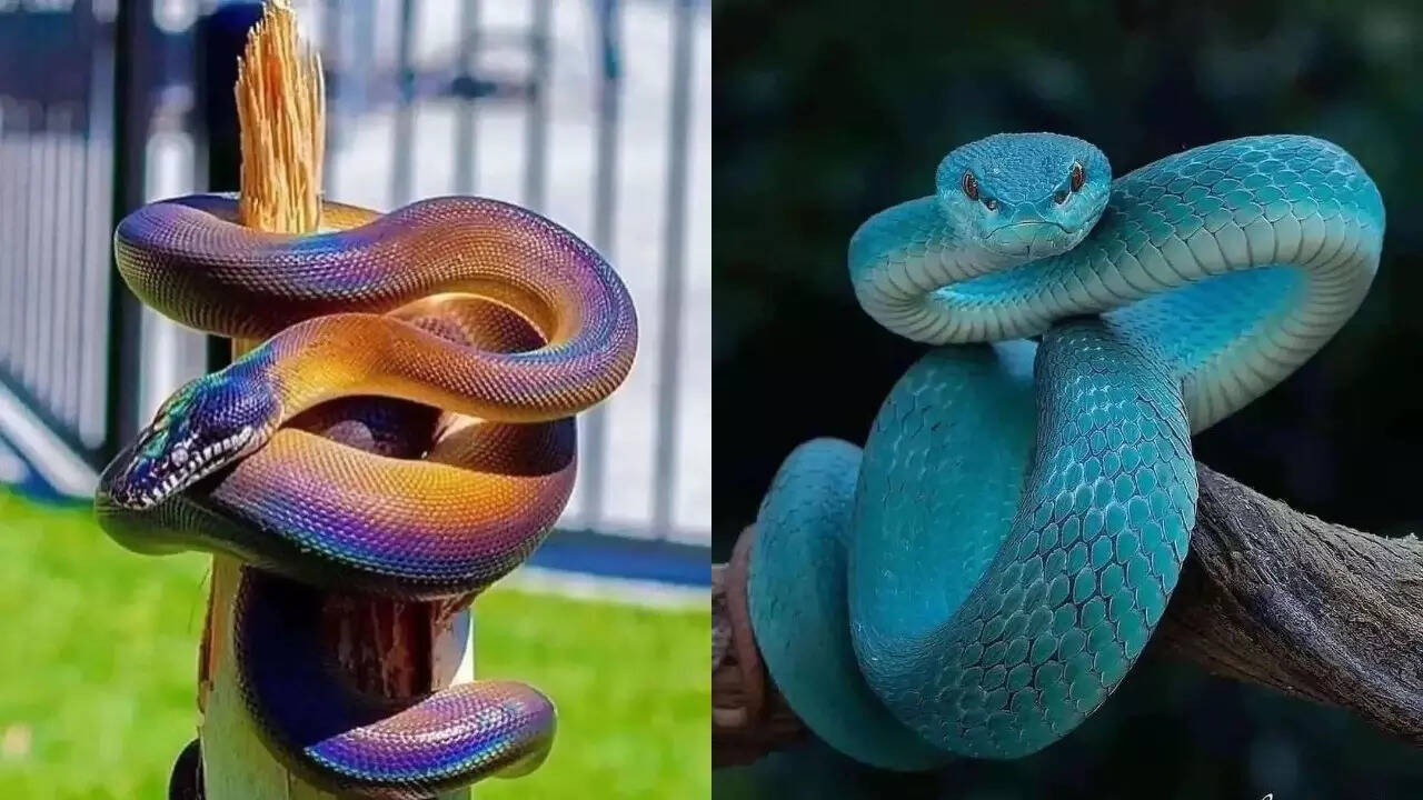 Snake Collection: दुनिया के सबसे खूबसूरत सांप, डरने के बजाय फैन हो जाएंगे