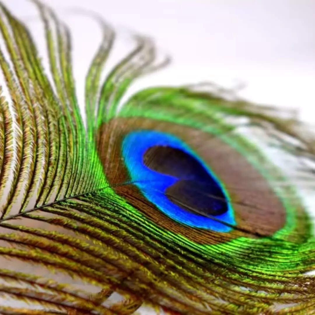 छिपकलियों से चाहिए छुटकारा, तो आज ही अपना लें ये टिप्स, दोबारा नहीं ...