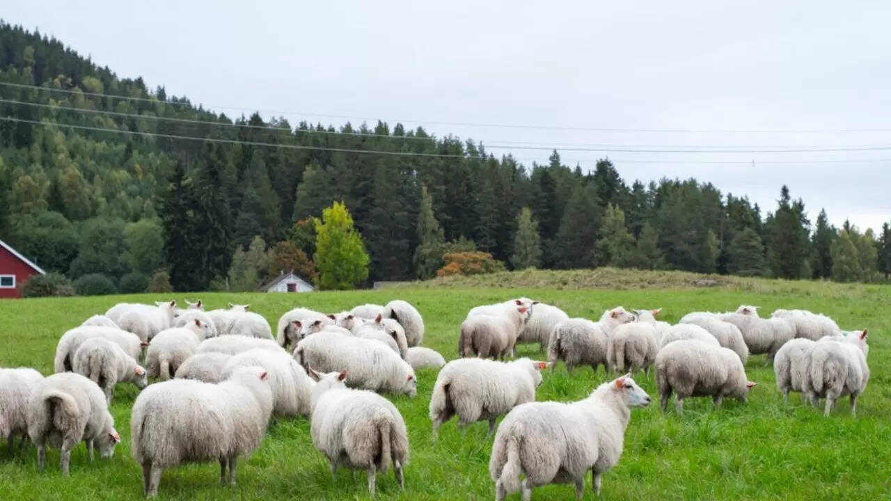 Countries with more sheeps than humans See Name Of 9 Countries - दुनिया ...