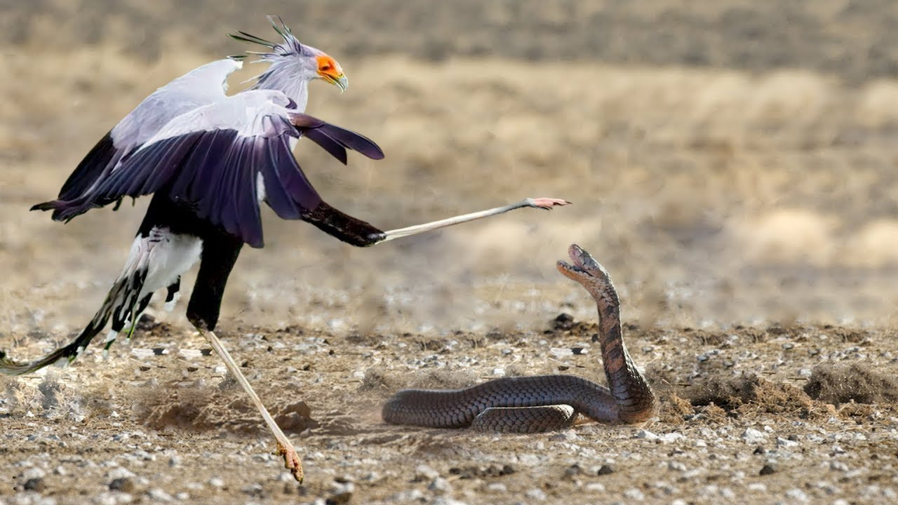 these 7 birds as like yamraj for snakes photo makes you feel scared ...