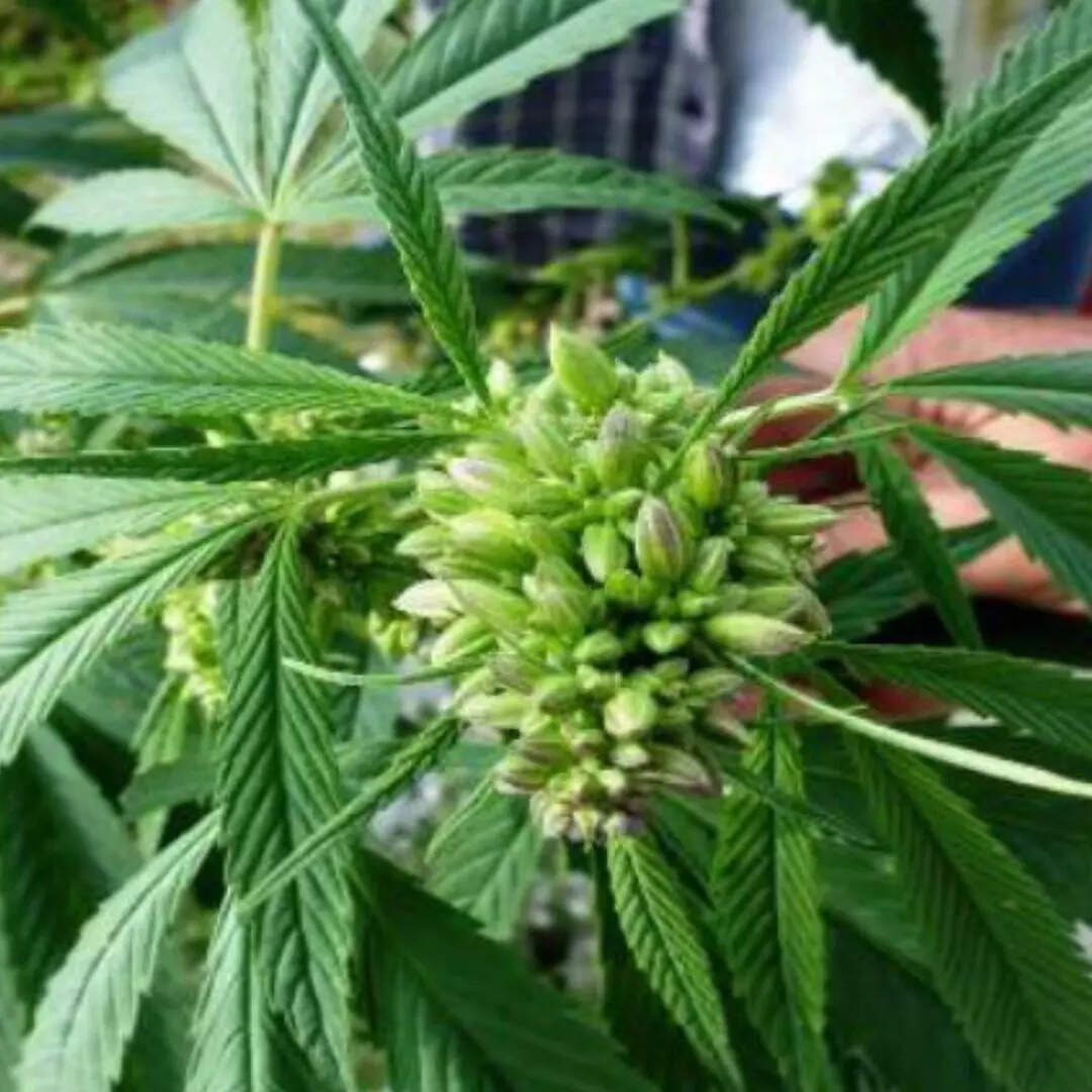 Mahashivratri Puja Samagri List By Pradeep Mishra: Maha Shivratri Puja Samagri pdf In Hindi ...