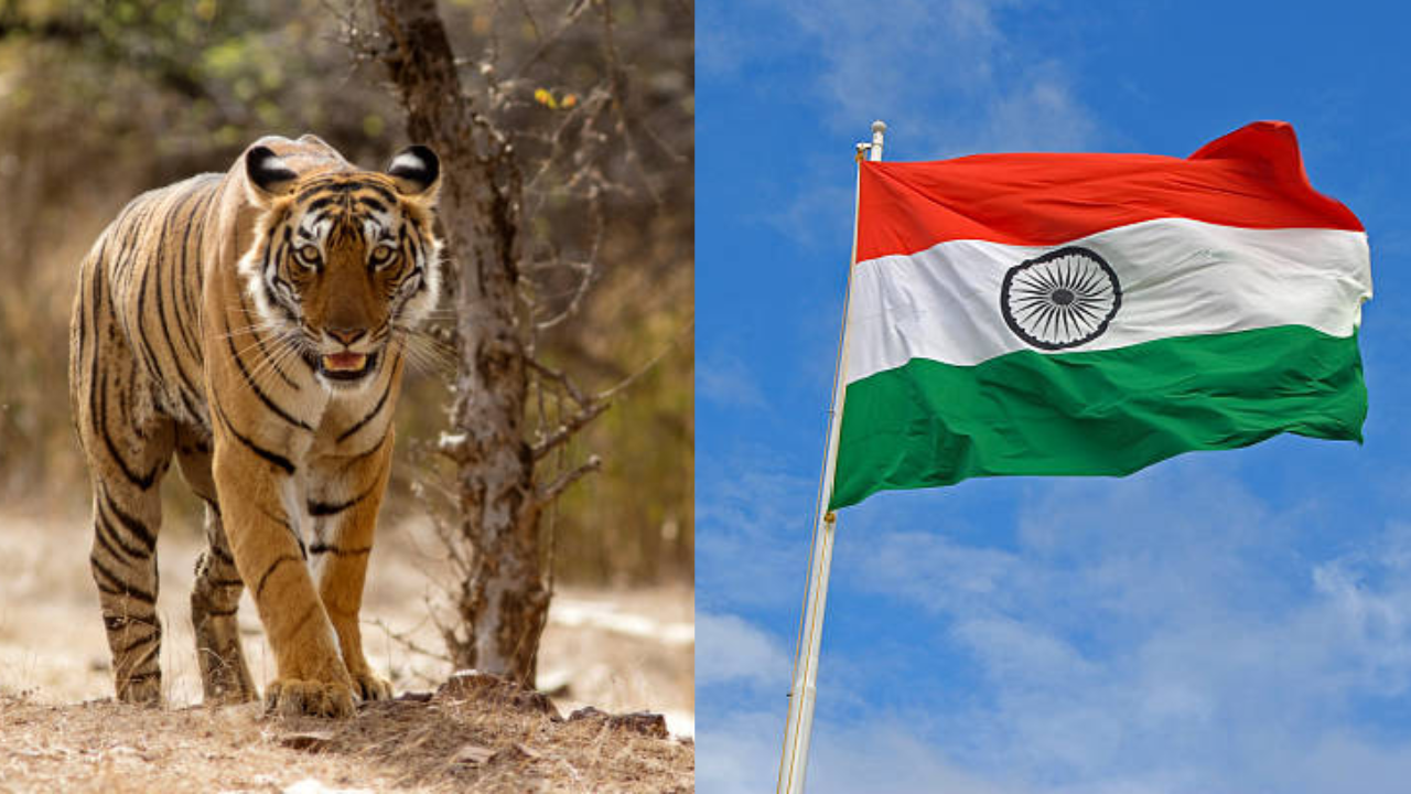 भारत के अलावा किन-किन देशों का राष्‍ट्रीय पशु है बाघ, झंडा देखते ही ...