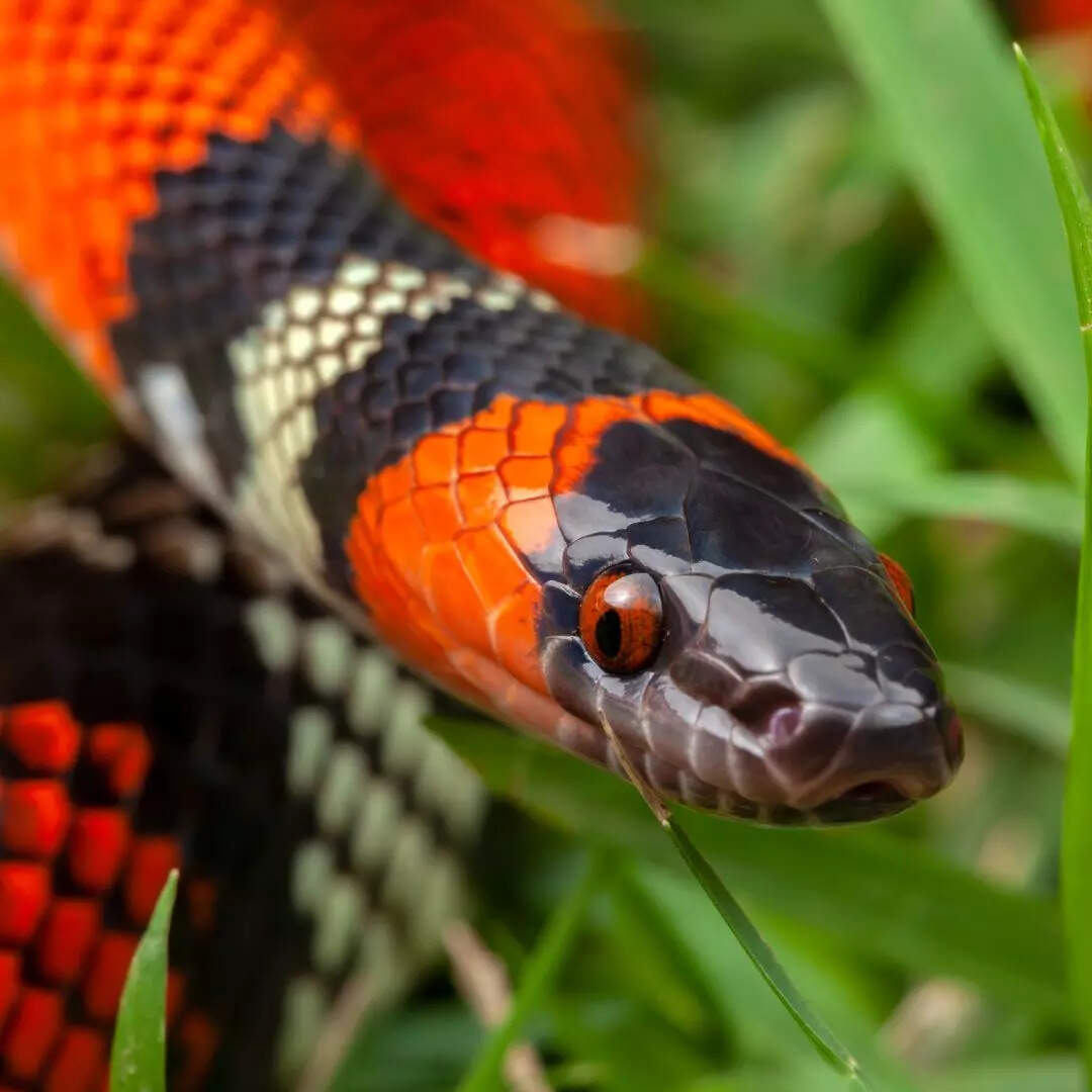 सपने में इन पांच तरह के सांप देखना होता है शुभ, अगर दिख गया आखिरी वाला ...