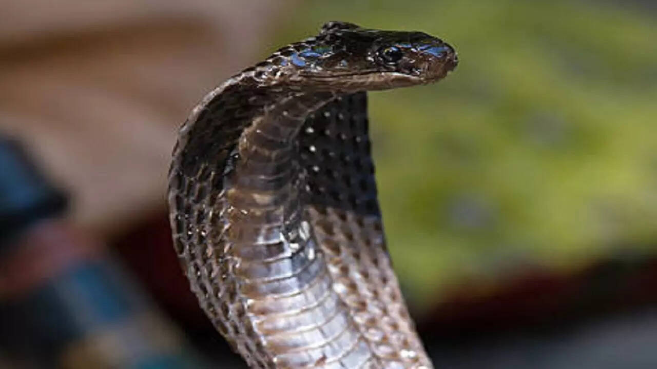 Puri Jagannath temple's treasure guarded by snakes?