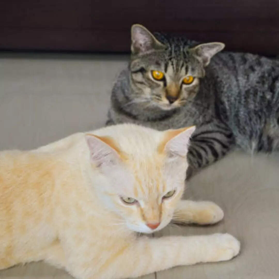 कहां है बिल्लियों का 'स्वर्ग', जहां इंसान नहीं CAT का है 'राज'