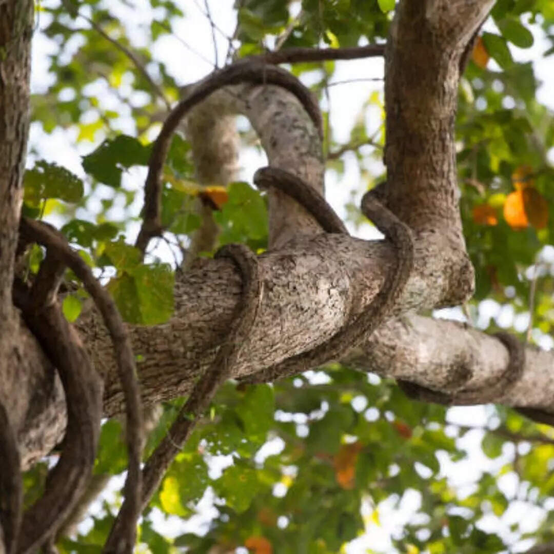 Why Snake On Sandalwood Tree Chandan Ke Ped Par Saap Kyu Rehte Hain ...