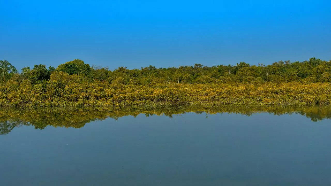 world largest delta sundarban spread over 2 countries 104 islands and ...