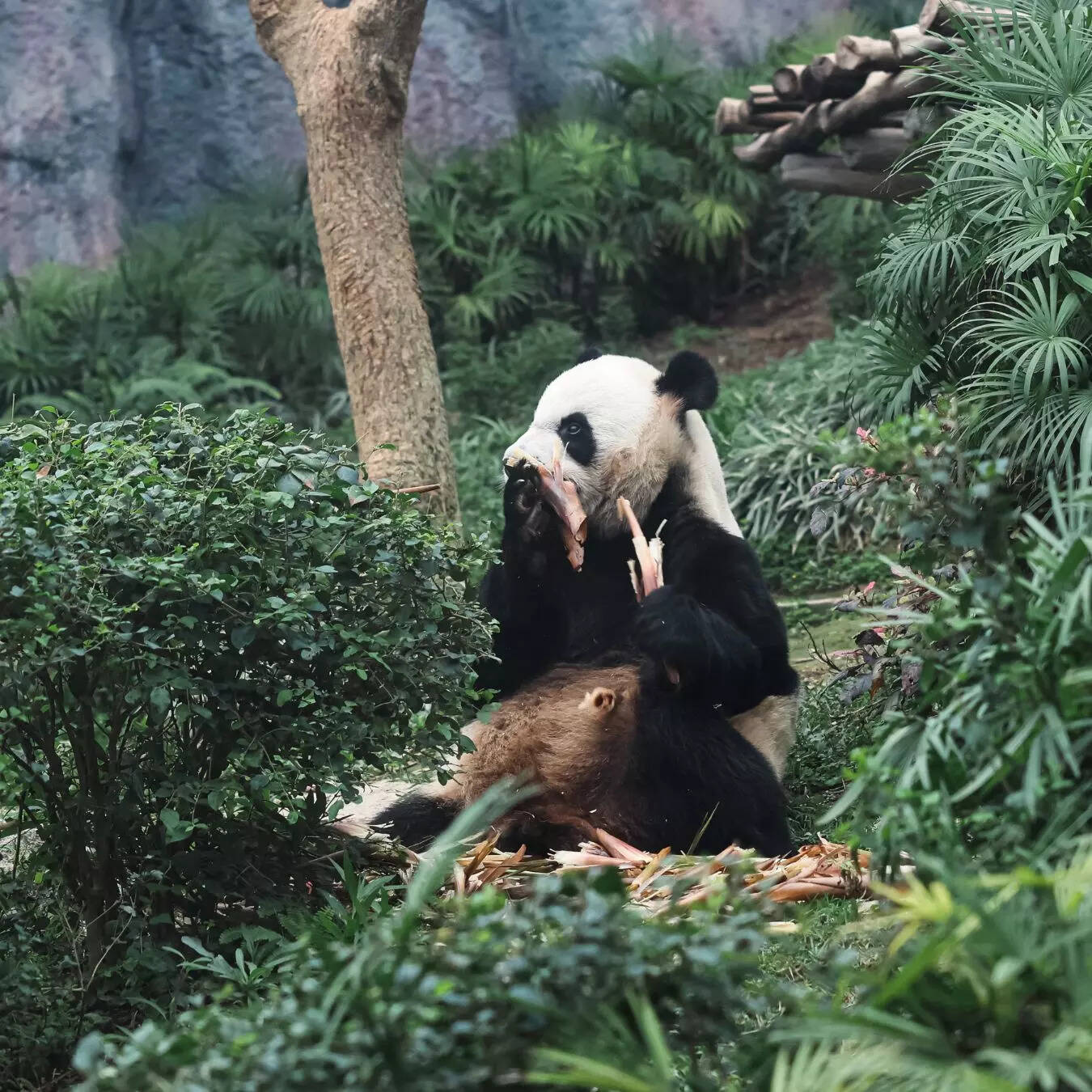 चीन ने कुत्तों को बना दिया पांडा, 'मेड इन चाइना!' जू घूमने जाने से पहले ...