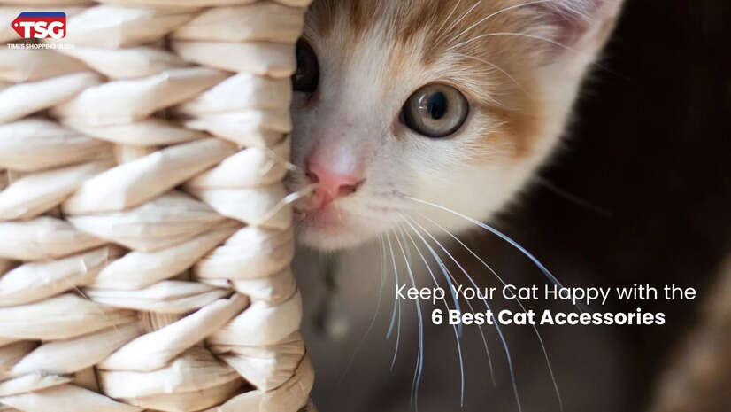 Best Bed for Cats: Bring Comfort for Your Little Furry Friend