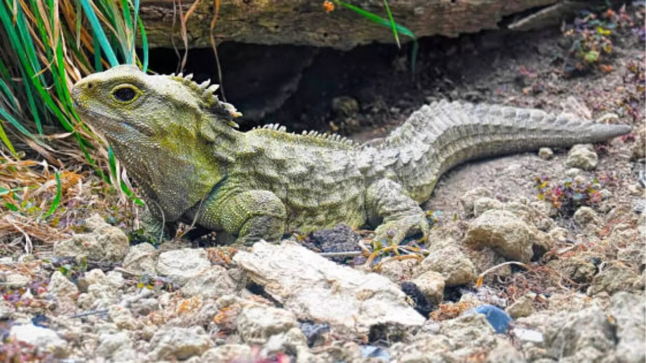 OMG: छिपकली की तरह दिखने वाला दुनिया का सबसे अनोखा सांप, जिसकी दो नहीं ...