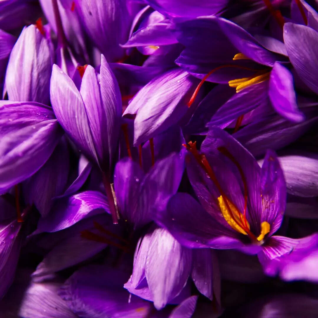 How to Grow Kesar: केसर की खेती कैसे करें? हर महीने होगी लाखों की कमाई ...