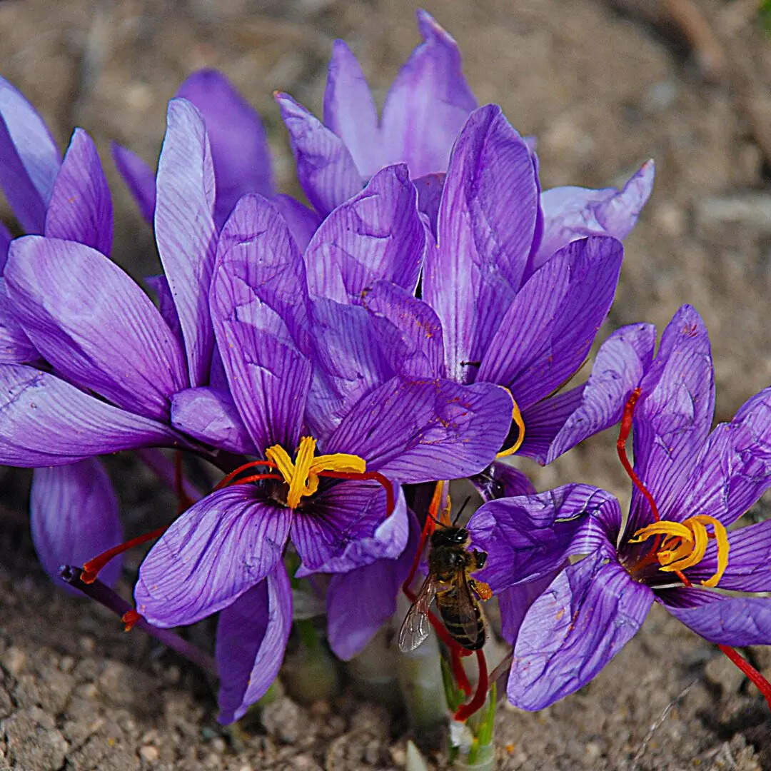 How to Grow Kesar: केसर की खेती कैसे करें? हर महीने होगी लाखों की कमाई ...