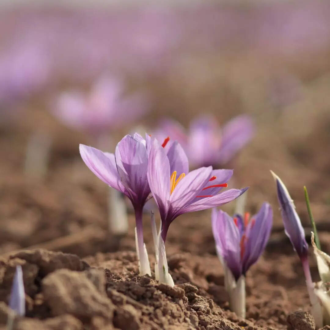 How to Grow Kesar: केसर की खेती कैसे करें? हर महीने होगी लाखों की कमाई ...