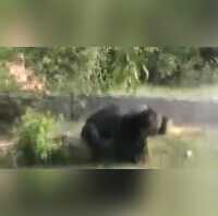 Bear Attack Video in tamilnadu A bear ripped apart the three people see ...