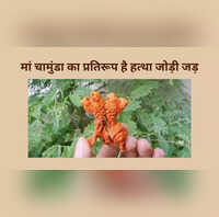 hatha jodi root read miracles benefits of this root and worship method ...