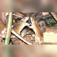 Two rats clashed in grocery store itself a lot of fighting happened ...