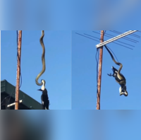 Viral Video: हवा में लटक कर सांप ने खतरनाक अंदाज में किया कौए का शिकार ...