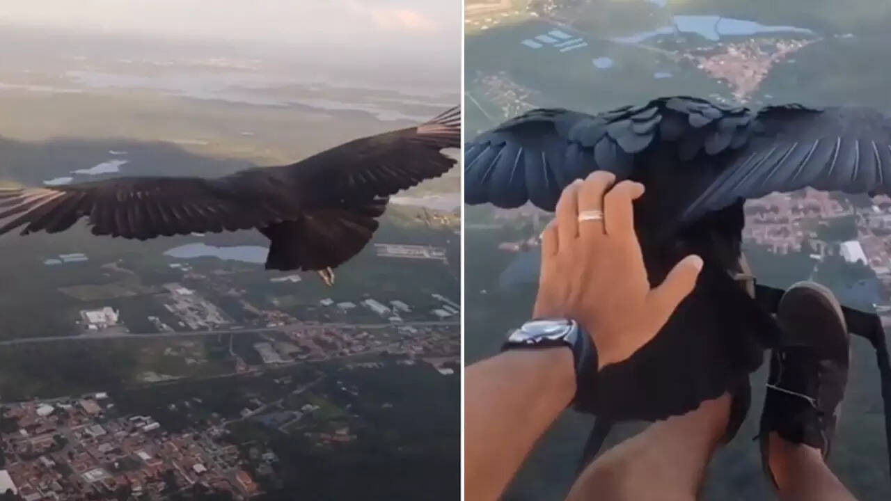 Video: पंख फैलाकर कैसे उड़ता है पक्षी! जानने के लिए गिद्ध के साथ आसमान ...