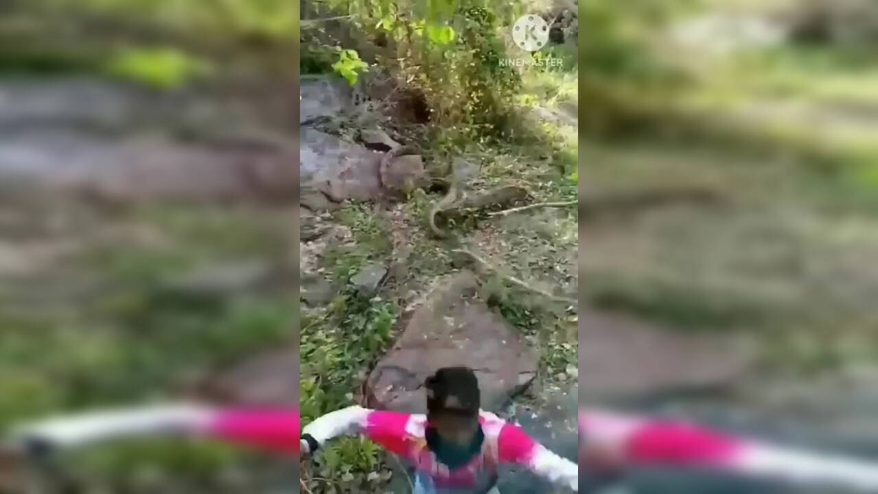 snake viral video python attacked on hunters when they tried to catch ...