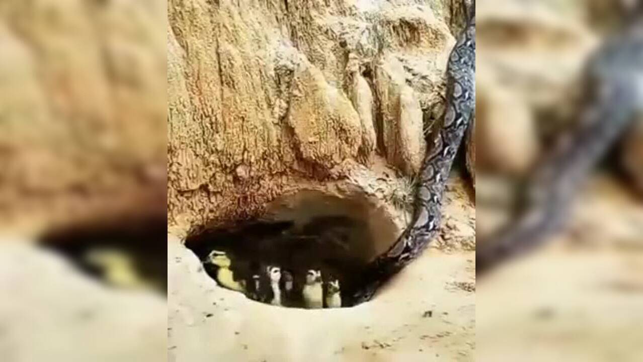 viral video python snake fight video viral with hen must watch horrific ...
