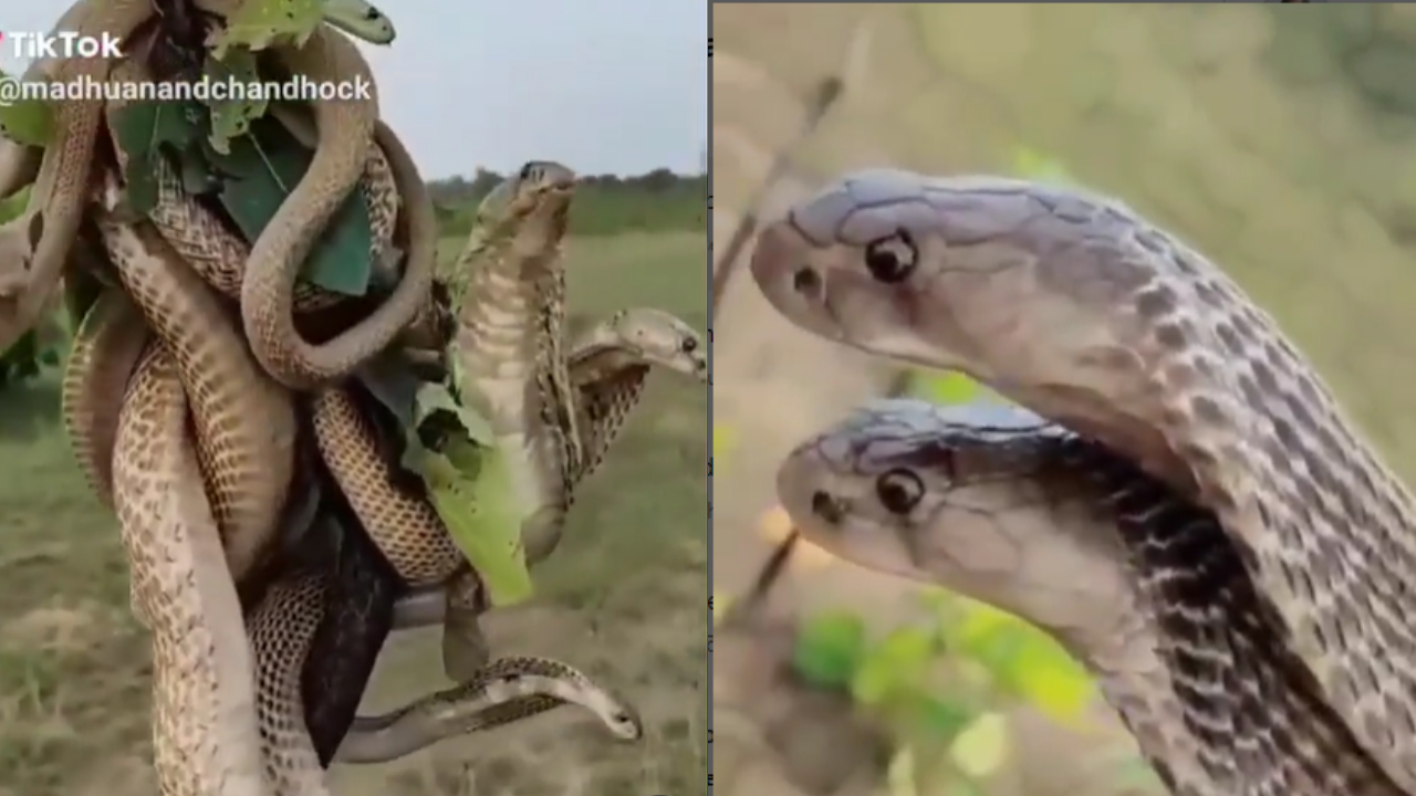 Naag Nagin Video: नाग-नागिन का उमड़ा प्यार, पेड़ पर किया ऐसा रोमांस ...