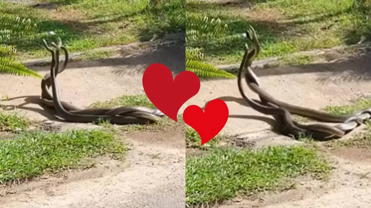 Naag Nagin Video: नाग-नागिन का लव ट्रायंगल, लिपट-चिपटकर कर रहे थे ...