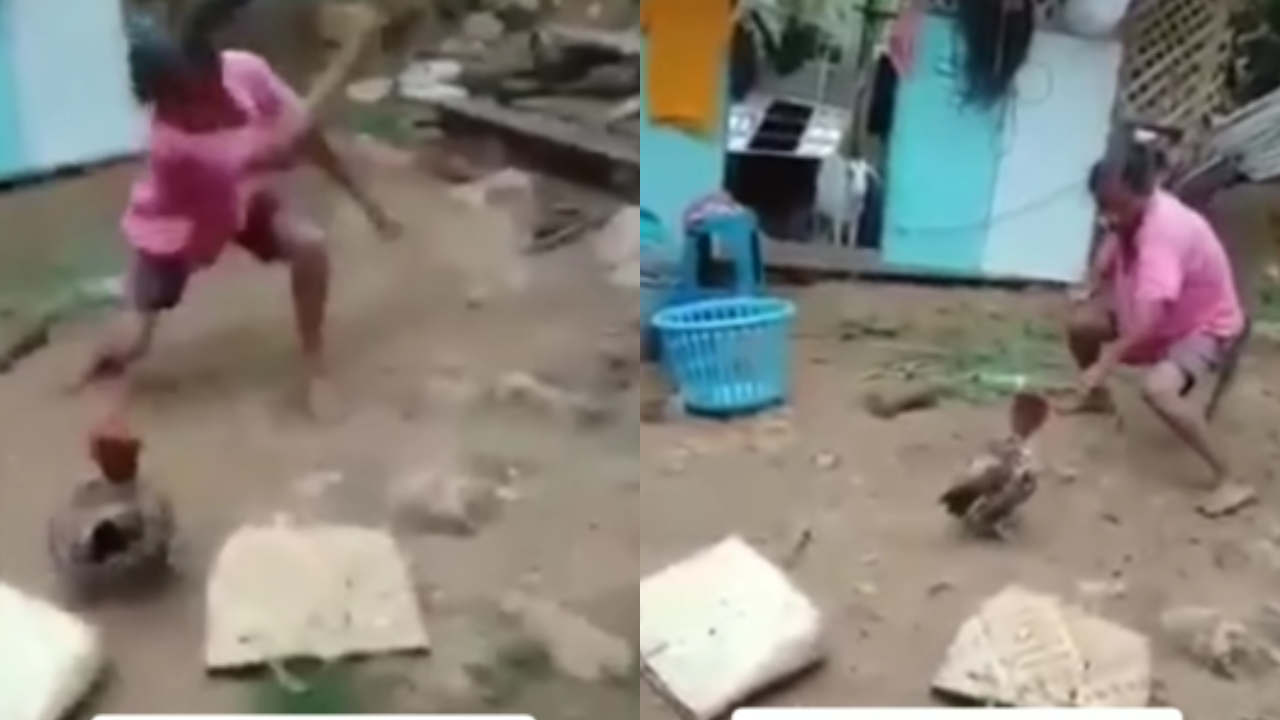 Viral Video: कभी देखा है मुर्गे और इंसान का मार्शल आर्ट फाइट, आखिरी सीन ...