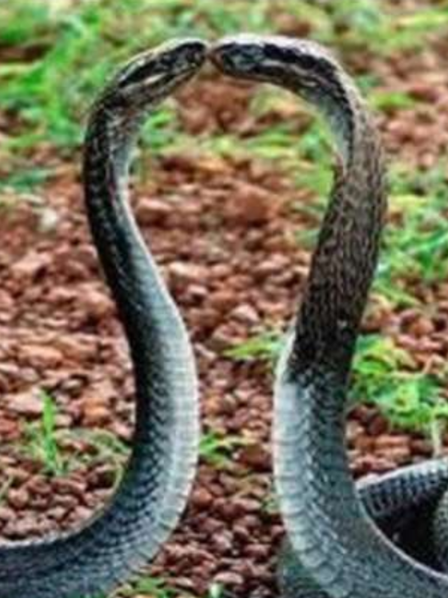 snake mating period myths misconceptions see the details here - सापाचे ...