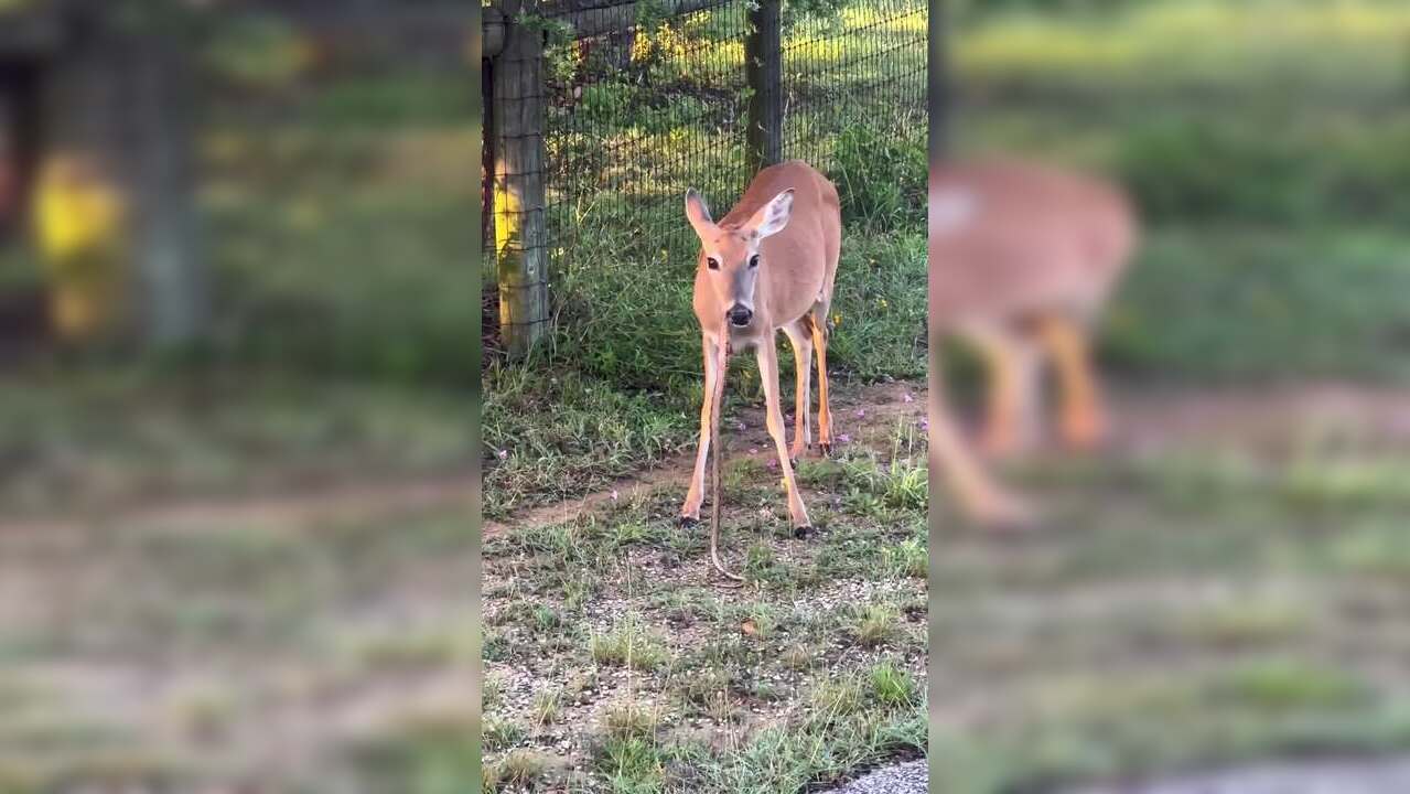 viral video fawn was chewed raw by a poisonous snake horrific video ...