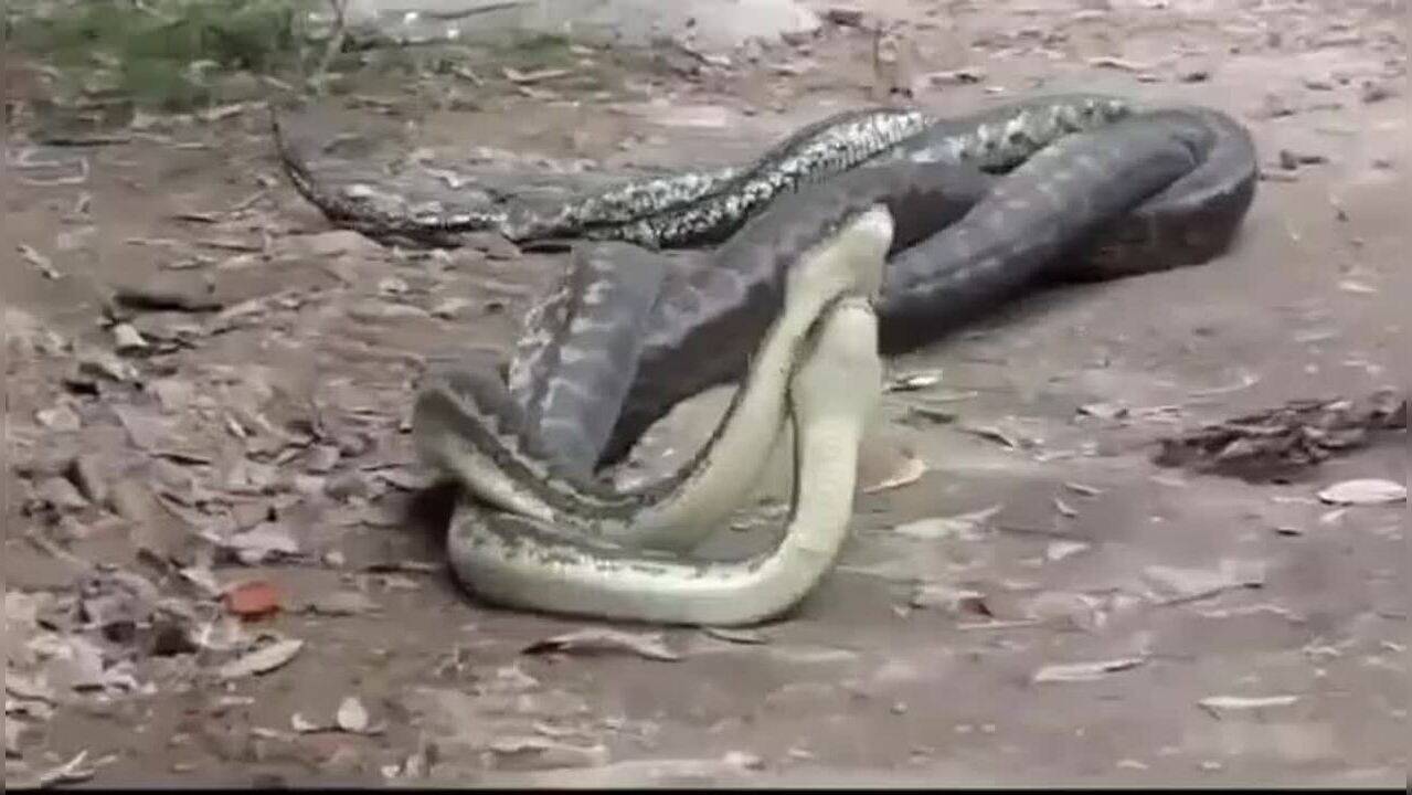 snake romance video viral on social media when couple of snakes becomes ...