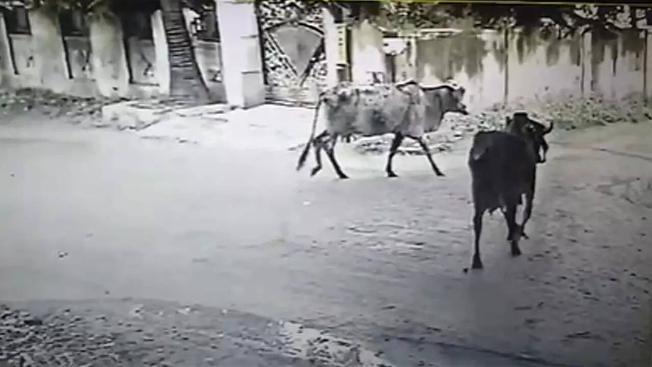 Shocking Video: बारिश के चलते बिजली के खंभे मे उतरा करंट, दर्दनाक तरीके ...