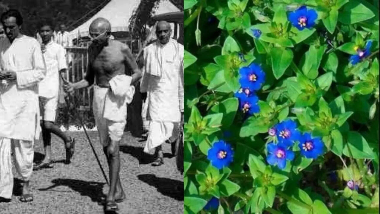 Mahatma Gandhi Champaran Movement:Gandhi jayanti Champaran satyagraha ...