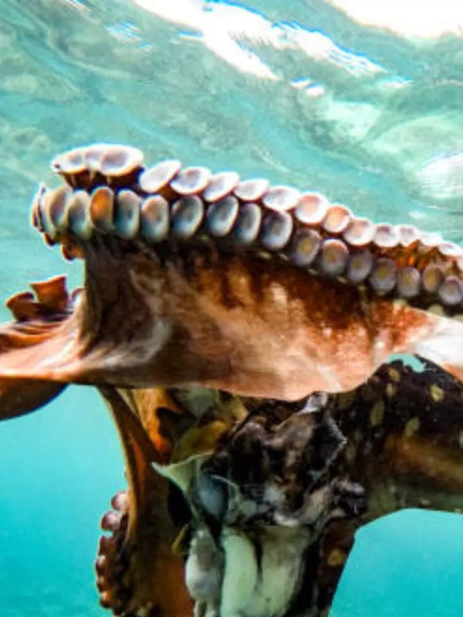 Which animal Has eight Eyes: Know Which Insects, Animals Has 8 Eyes GK ...