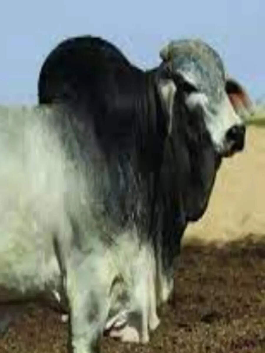 This bull semen is the most expensive in the world Know All Facts ...