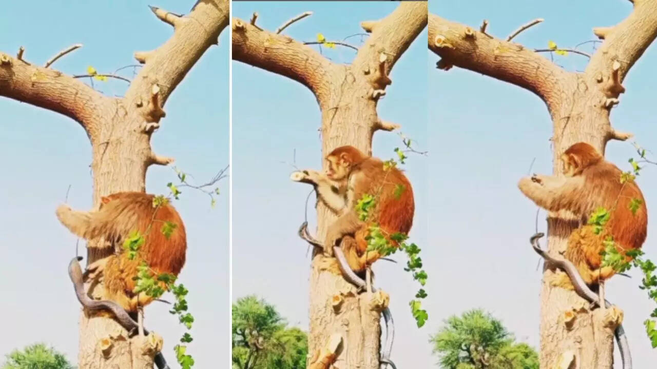 Monkey and snake unique video goes viral on social media must watch ...
