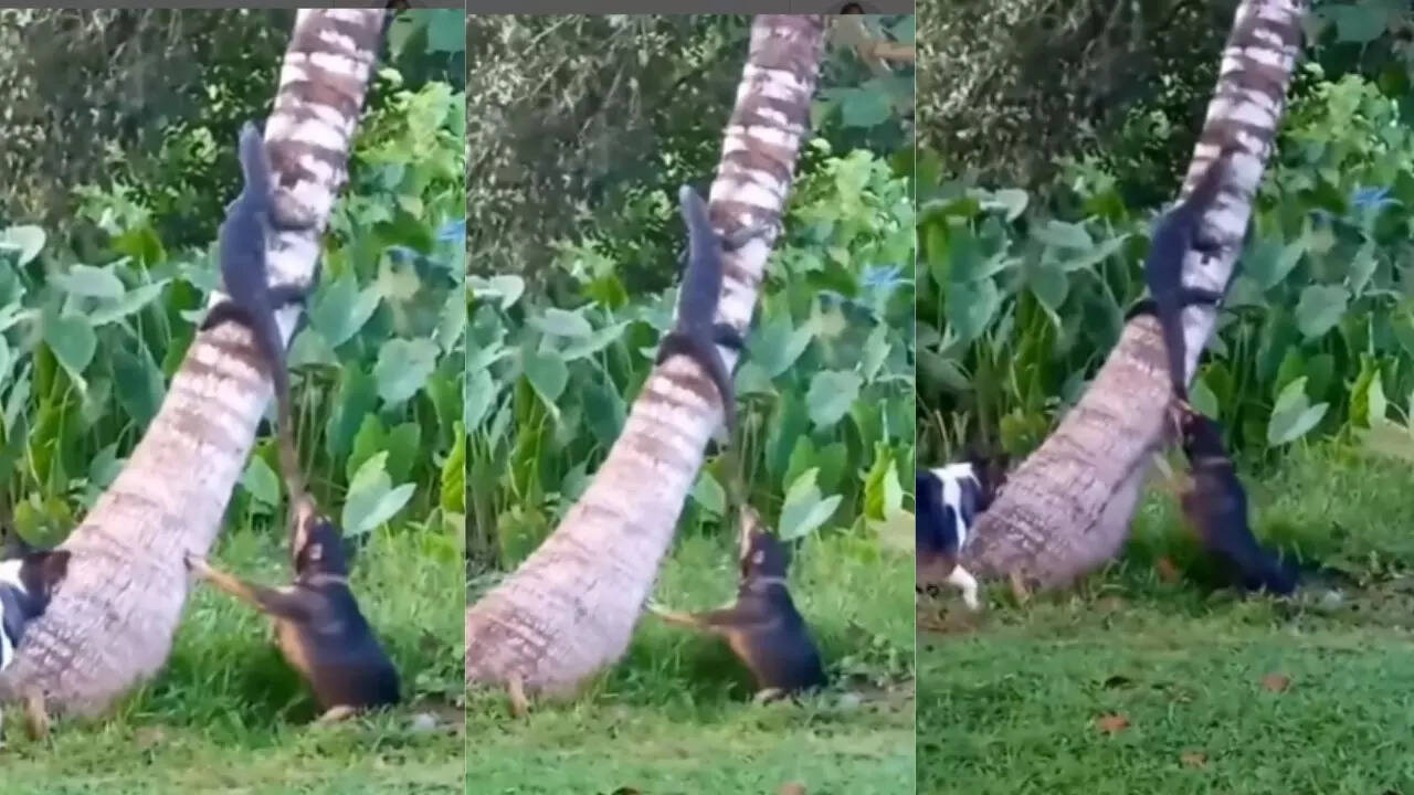 Dog lizard Funny Video Goes Viral Must Watch | Times Now Navbharat