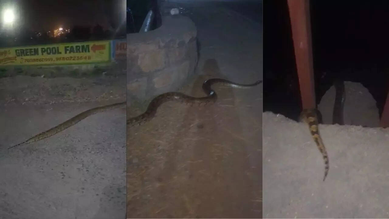 Viral Video: सड़क पार करते समय नजर आया 10 फीट लंबा अजगर, देखते ही ...