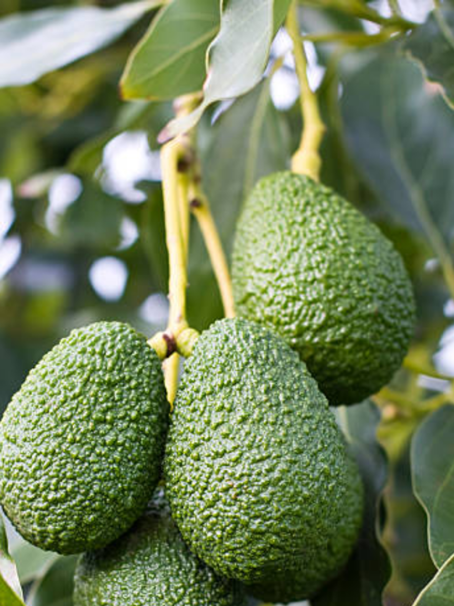 Protein Factory Fruit, Healthy Fruits Benifits, Avocado Benifits ...