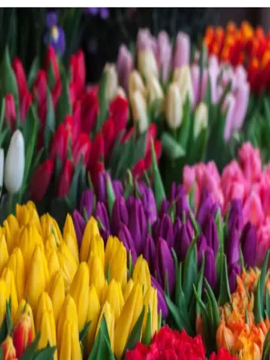 Rose is king of flower then who is queen know answer here | Times Now ...