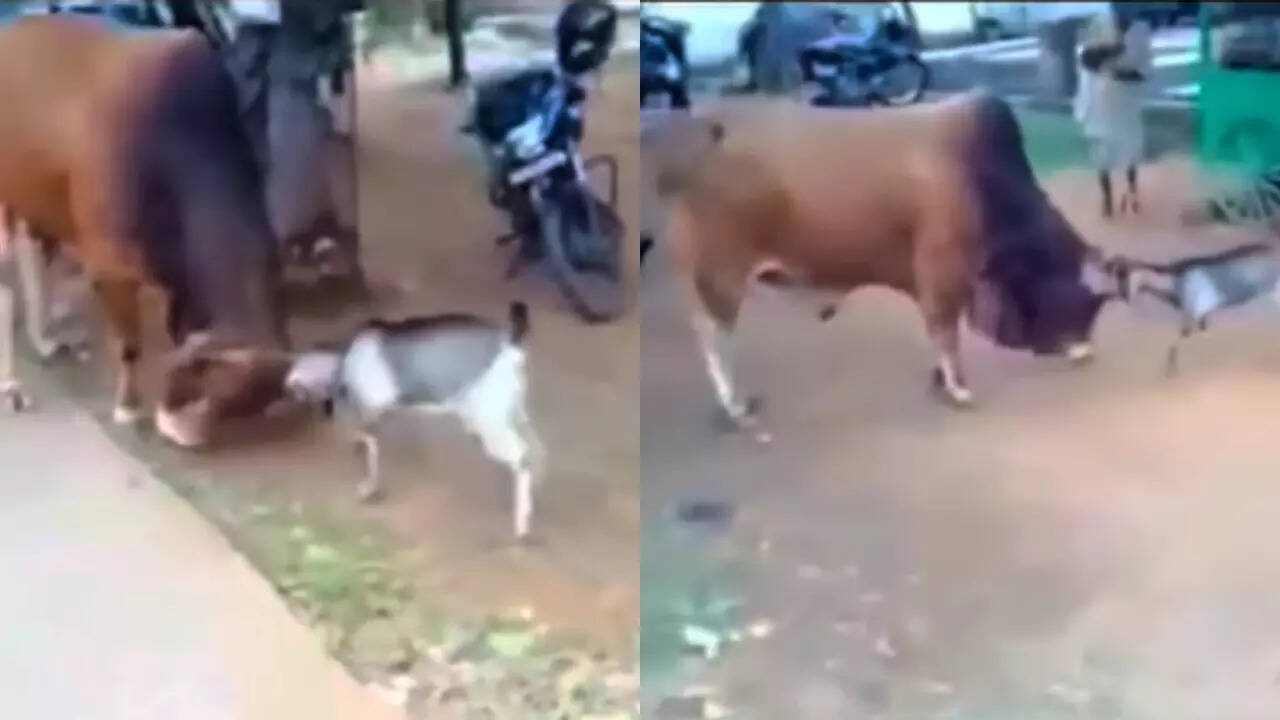 Fearless Small Animals Goat Beats Giant Bull Everything Caught On ...