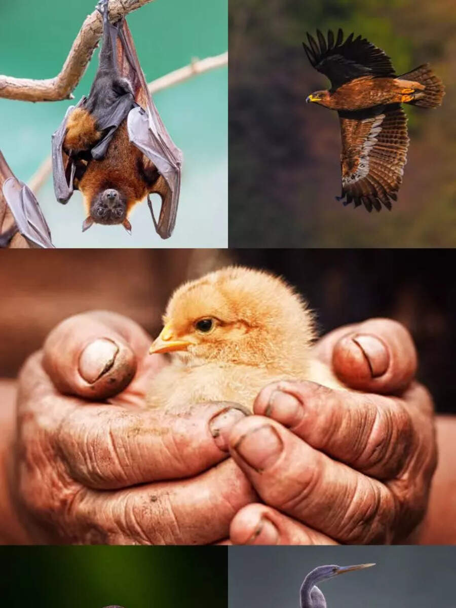 Interesting facts about bats start flying as they are born | Times Now ...