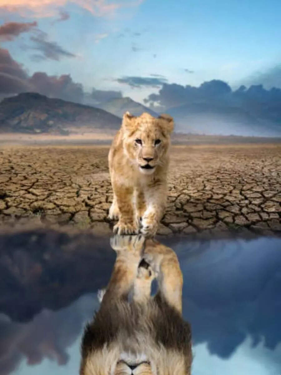 Difference Between Sher And Babbar Sher | Times Now Navbharat