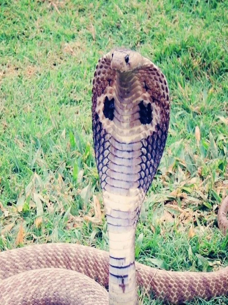 strange village in maharashtra there is a snake in every house ...
