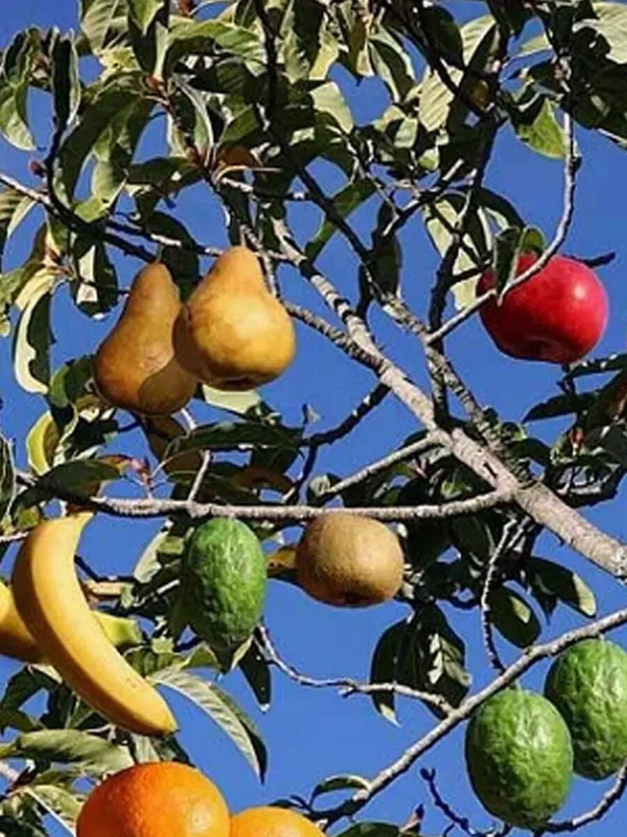 Fruit Salad Tree eight types of fruits grow on one tree OMG: एक ही पेड़ ...