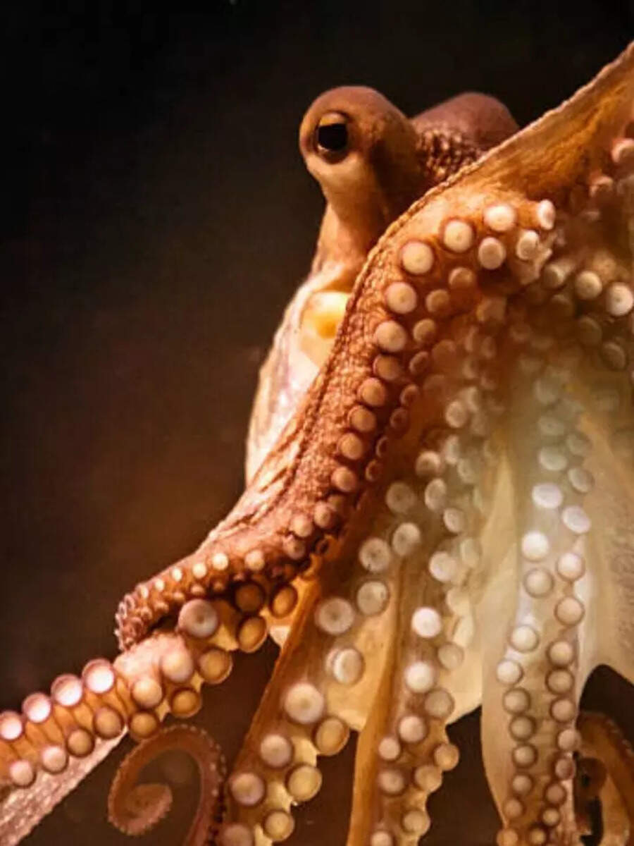 Interesting Facts about Octopus which has nine brains | Times Now Navbharat