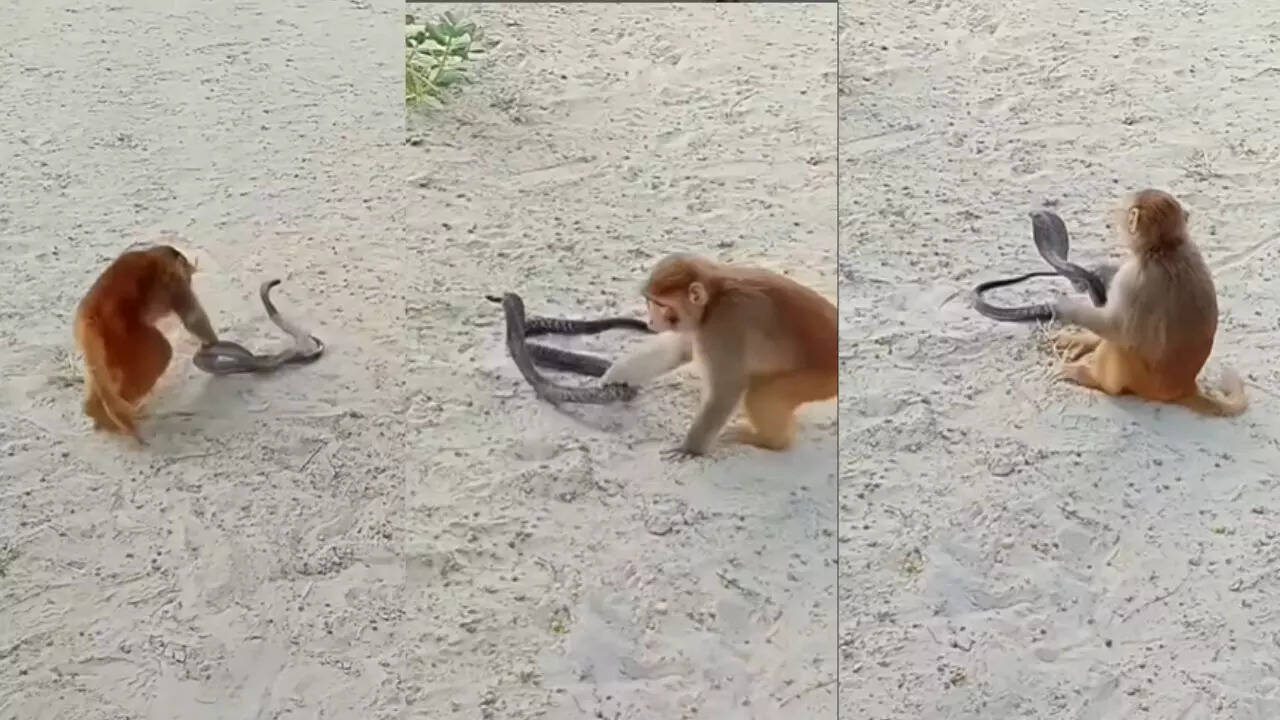 Viral Video Monkey Snake Unique video Goes Viral Must Watch | Times Now Navbharat