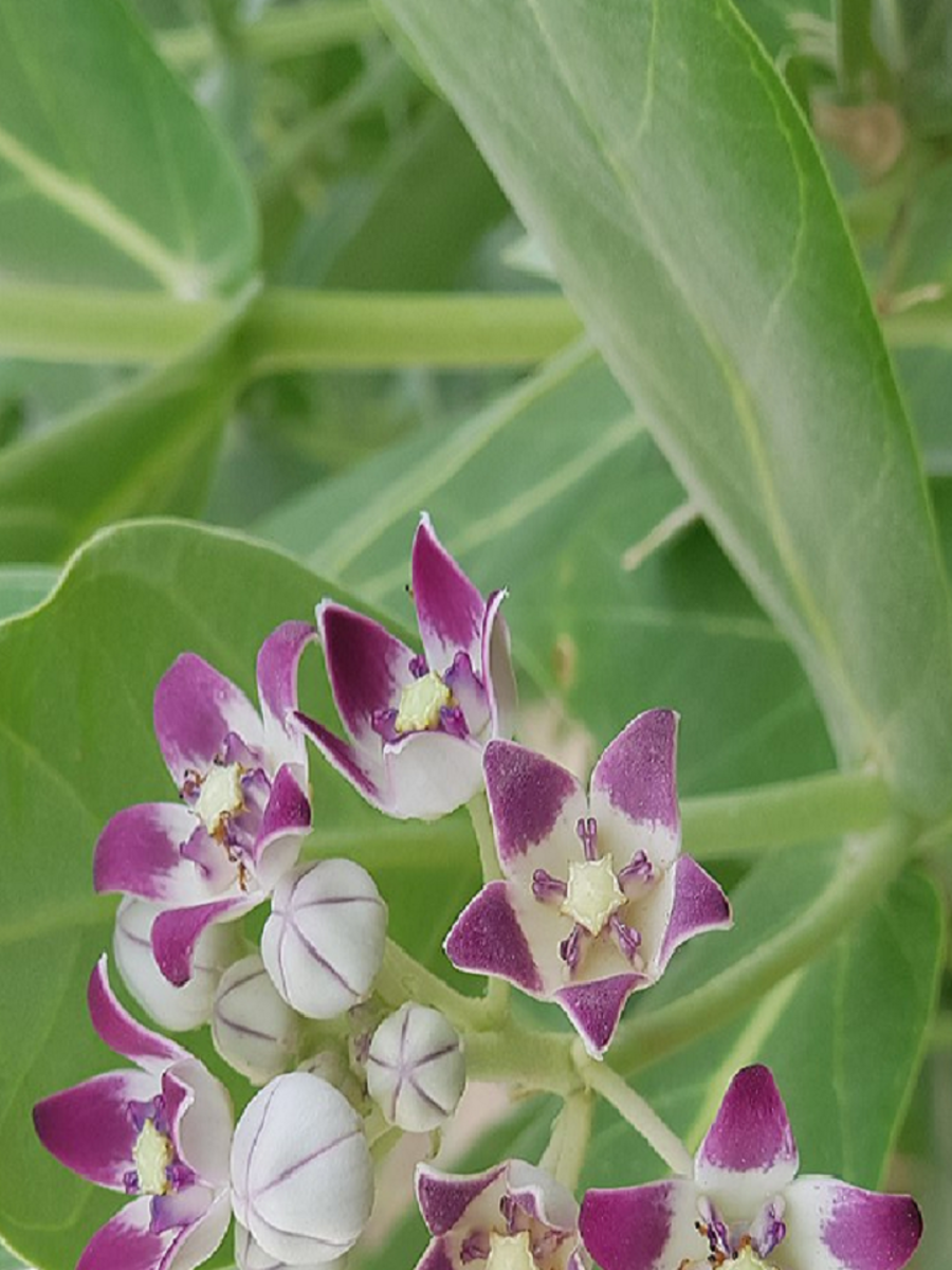 rui plant health benifits for health news - हे झाड आहे जीवघेण्या ...